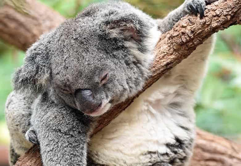 Lifting Our Sights Together - Koala - Green Institute - The Green Institute